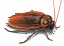 Pest Control Melbourne for all pests | Pest Disturbers
